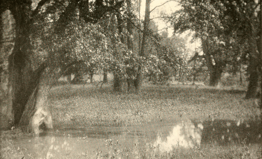 Limberlost Swamp - Alchetron, The Free Social Encyclopedia
